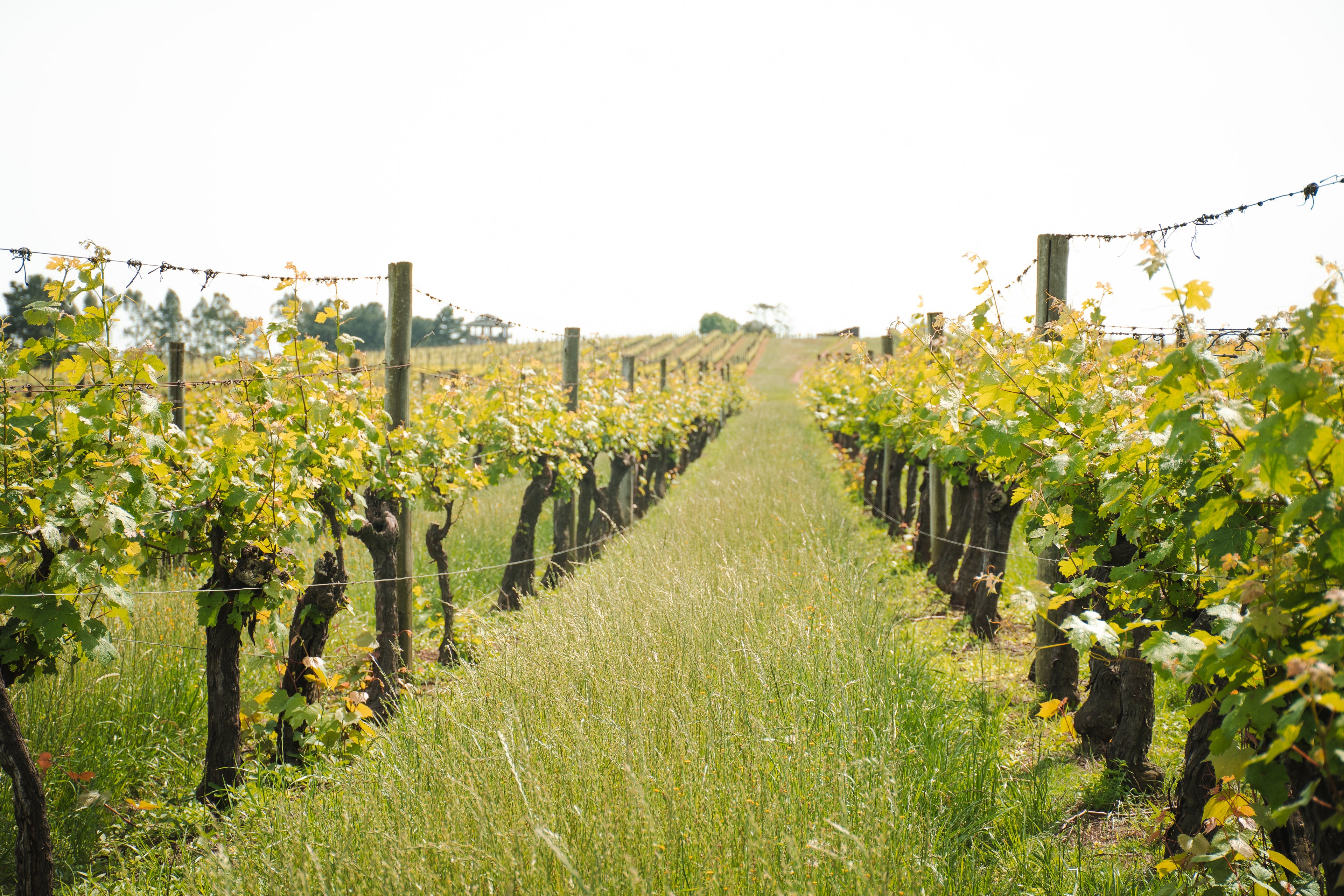 Bodega Cerro Chapeu – cerrochapeu