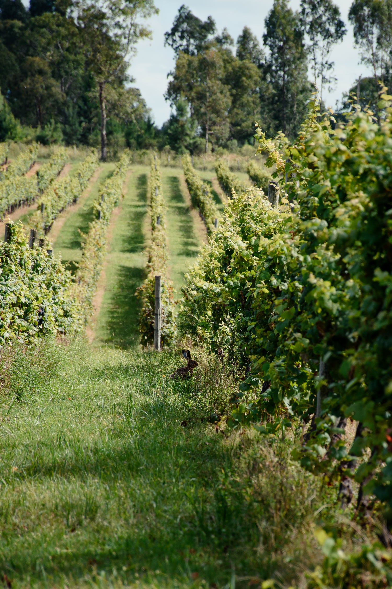 Bodega Cerro Chapeu – cerrochapeu